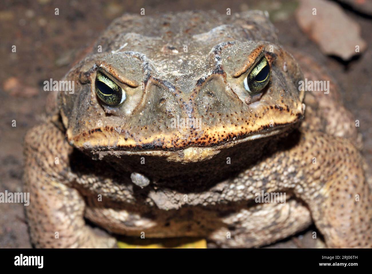Toad rio claro hi-res stock photography and images - Alamy