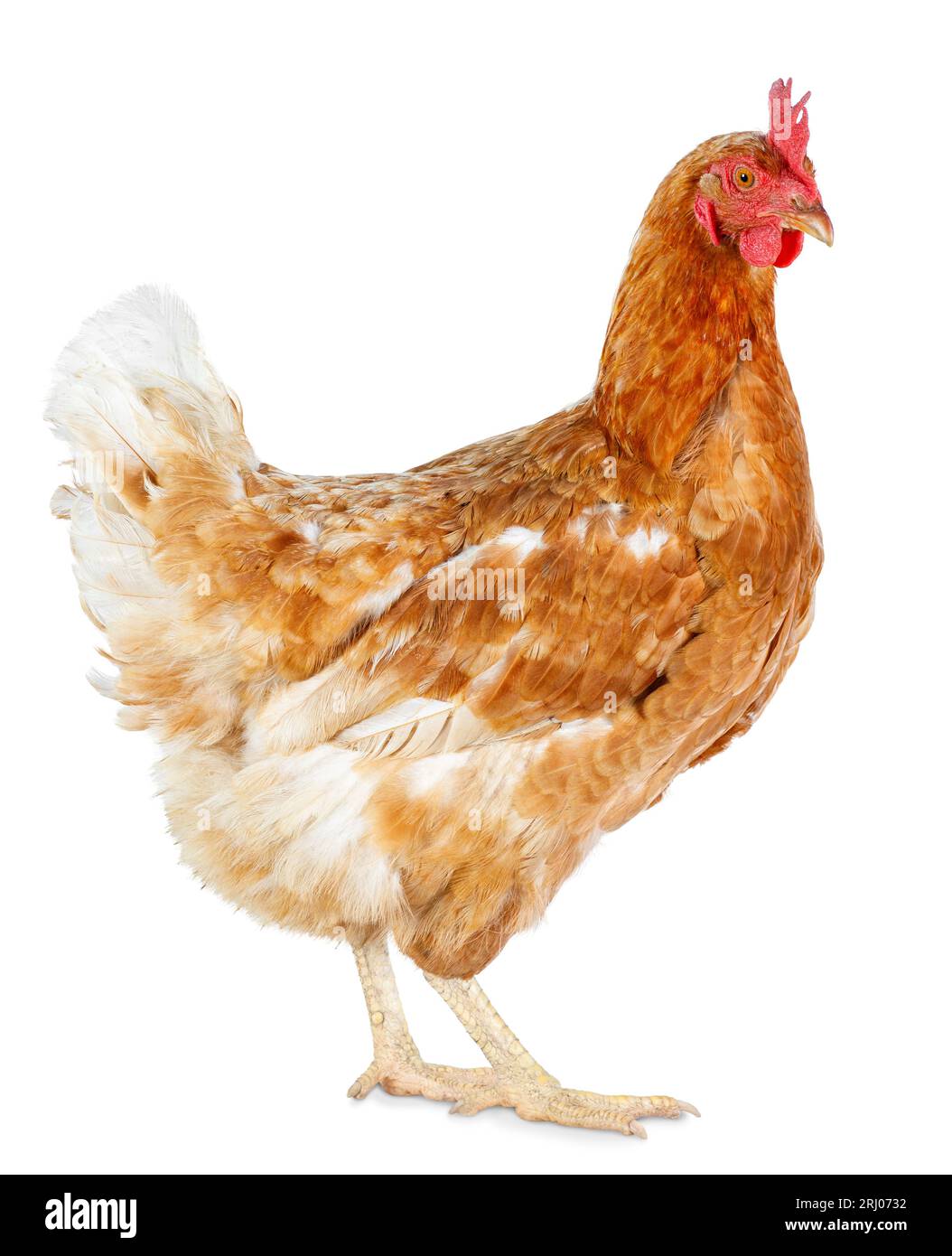 Red hen on farm poultry hi-res stock photography and images - Alamy