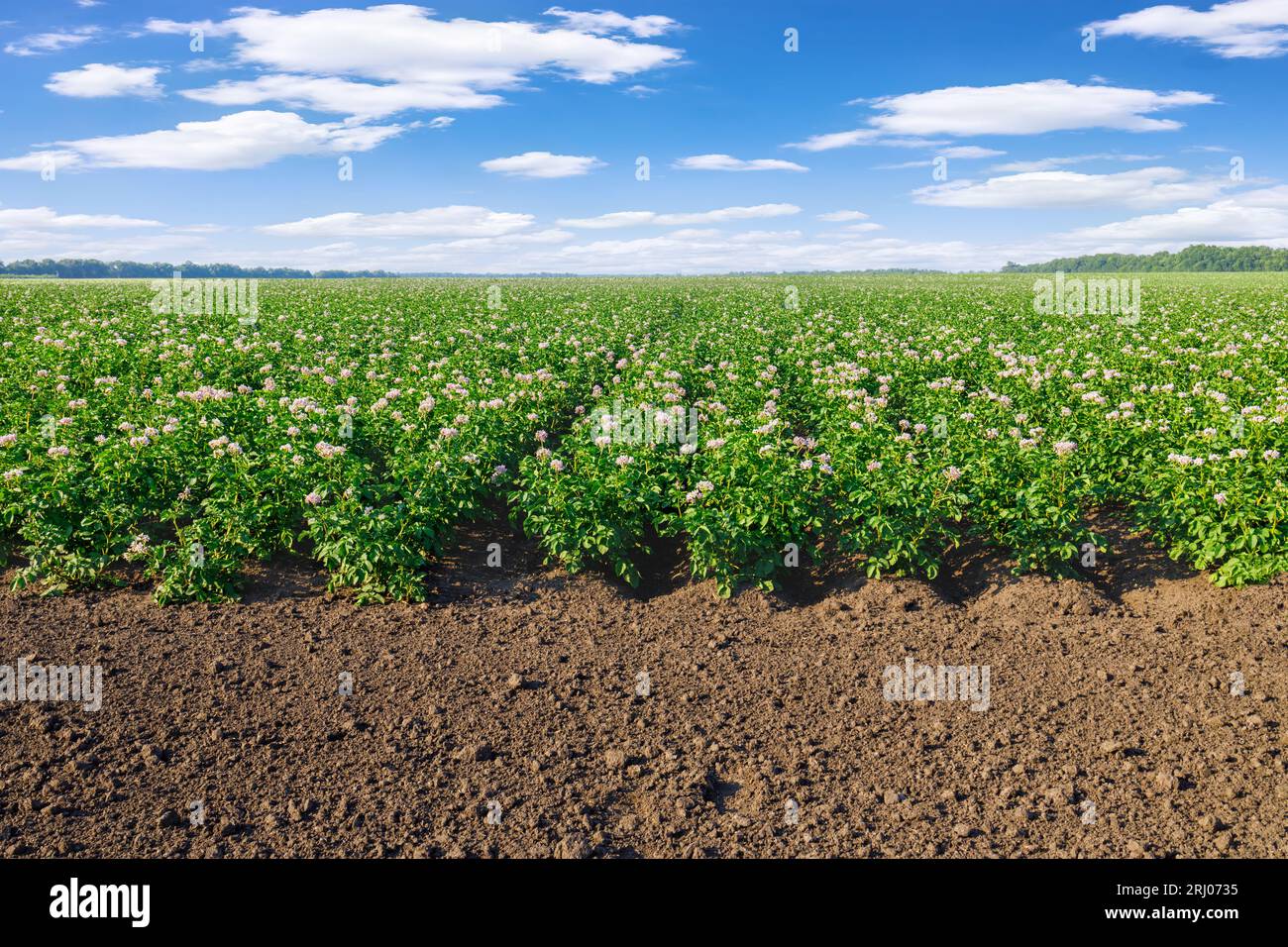 blooming potato field with pink flowers Stock Photo - Alamy