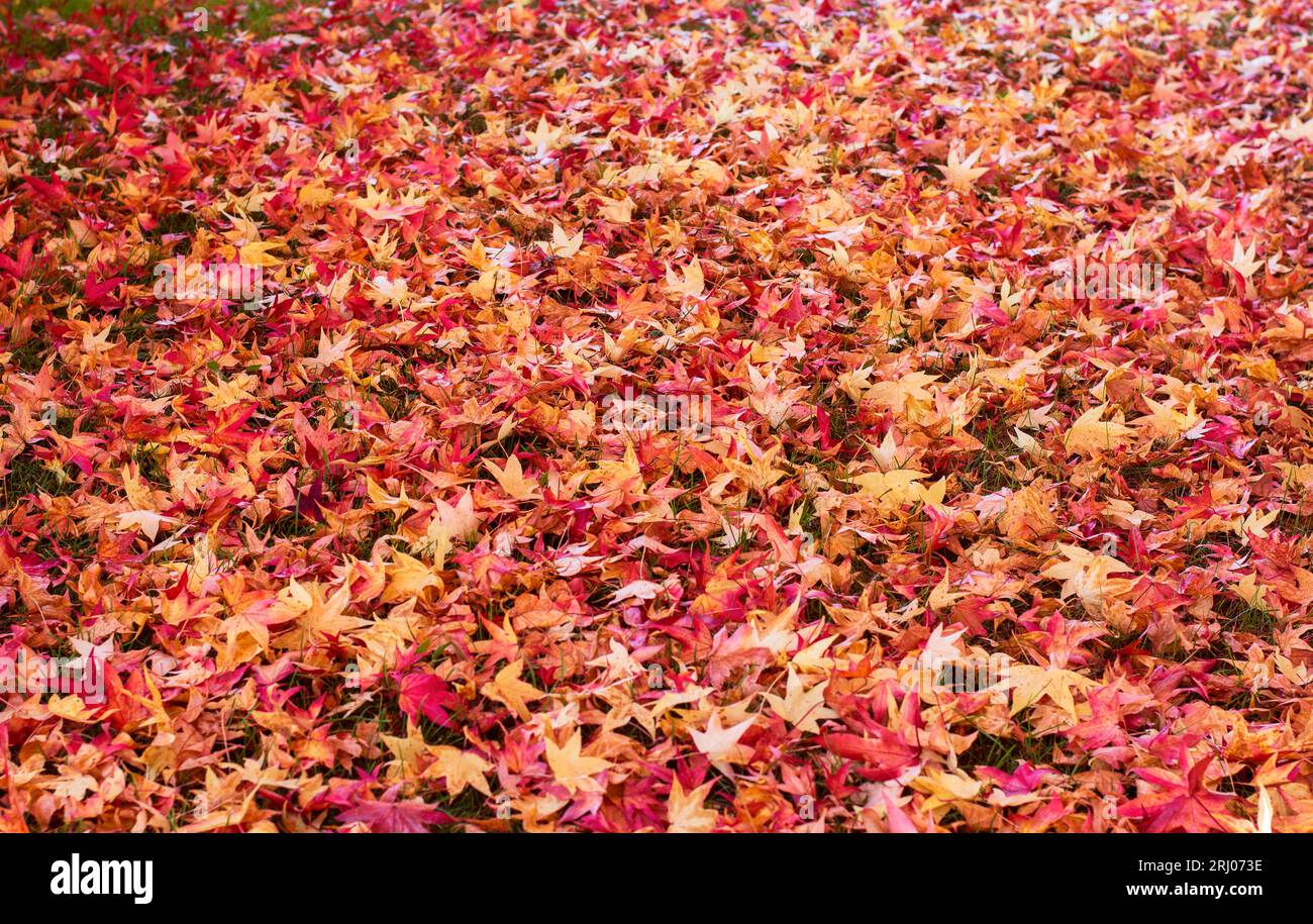 Saskatoon autumn colors hi-res stock photography and images - Alamy