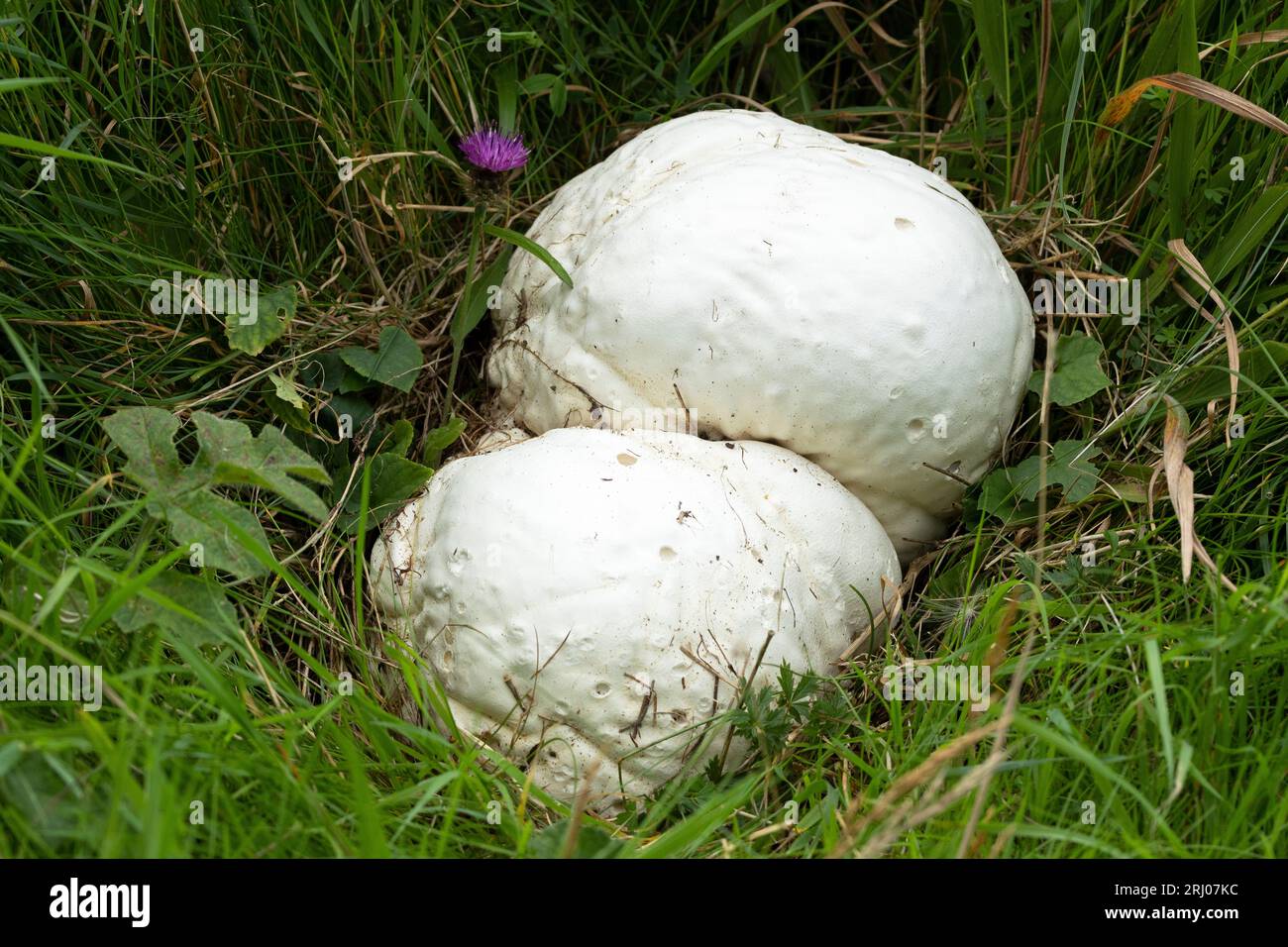 One of the largest and most spectacular of the fungi, the Giant ...
