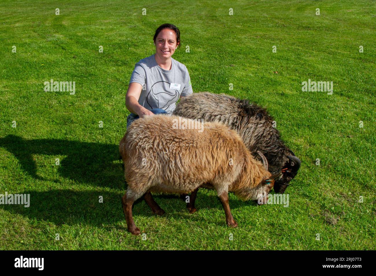 Milly Johnson with Rare Breed Survival Trust, (RBST) Seaweed eating ...