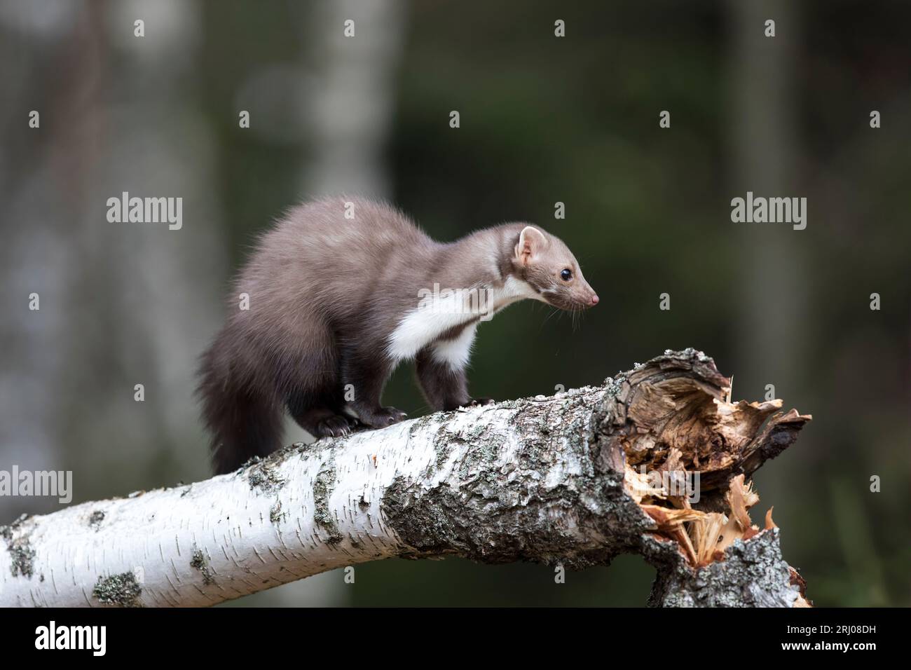 Steinmarder, Martes foina, stone marten Stock Photo - Alamy