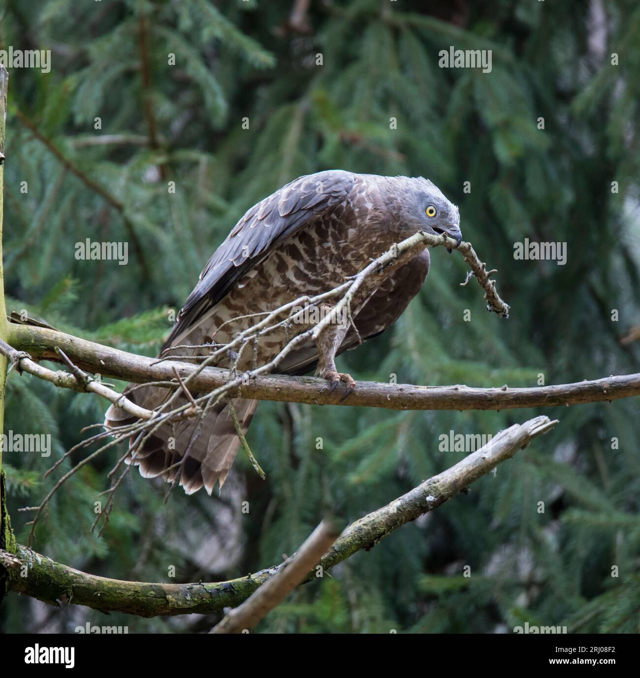 Wespenbussard - Maennchen, European honey buzzard - male, Pernis ...