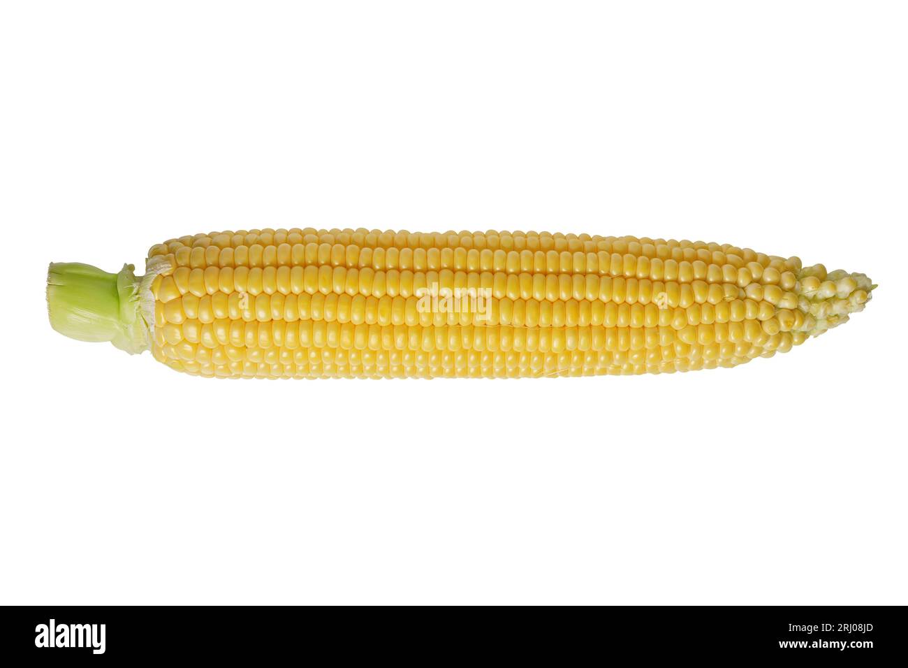 Fresh yellow ear of corn isolated on white background. Food ingredient ...