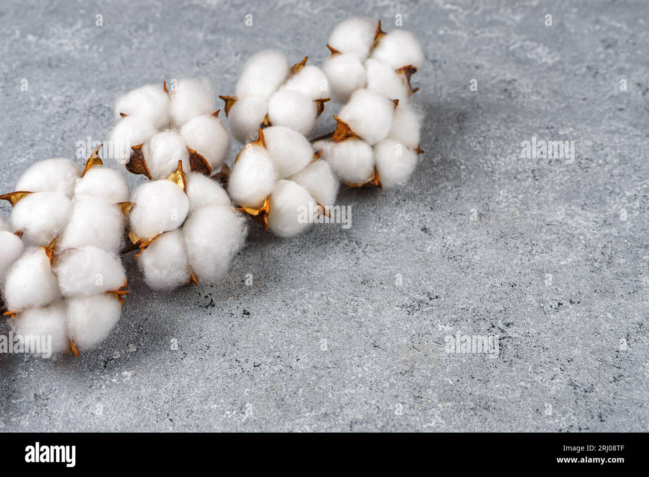 Dry cotton branch with fluffy flowers on light gray concrete textured ...