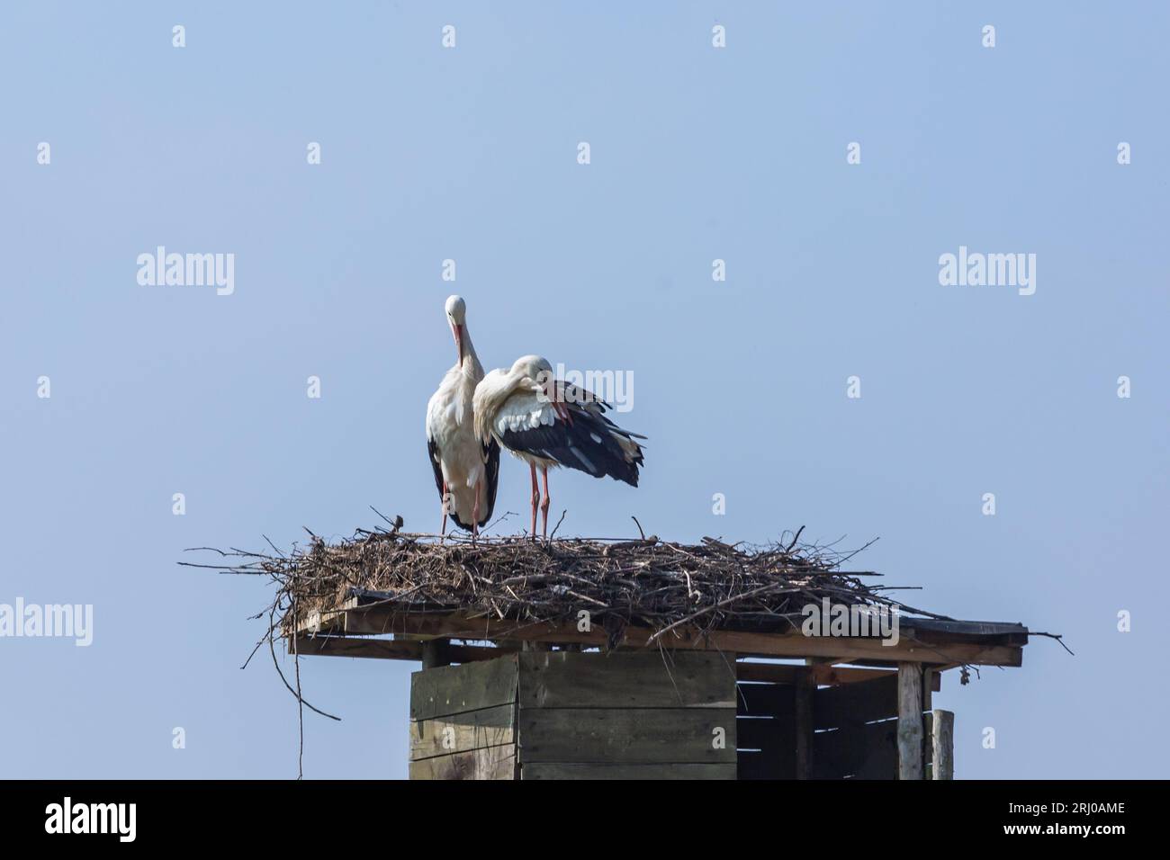 White Storks in Großen-Linden, Hessia, Germany Stock Photo - Alamy