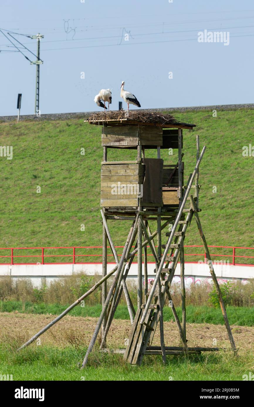 White Storks in Großen-Linden, Hessia, Germany Stock Photo - Alamy