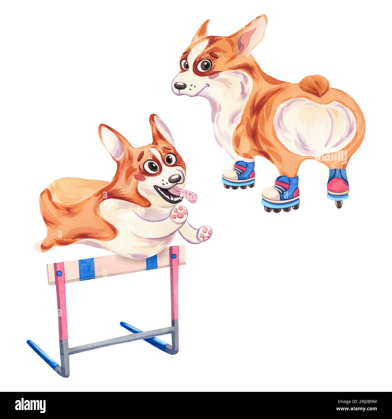 A set of corgi dogs on roller skates and an obstacle runner. Watercolor ...
