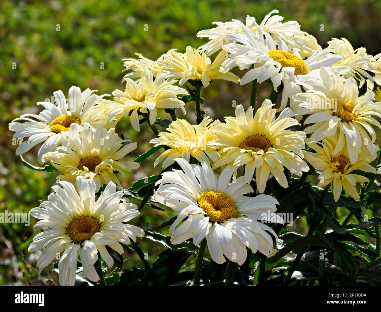 French daisy hi-res stock photography and images - Alamy