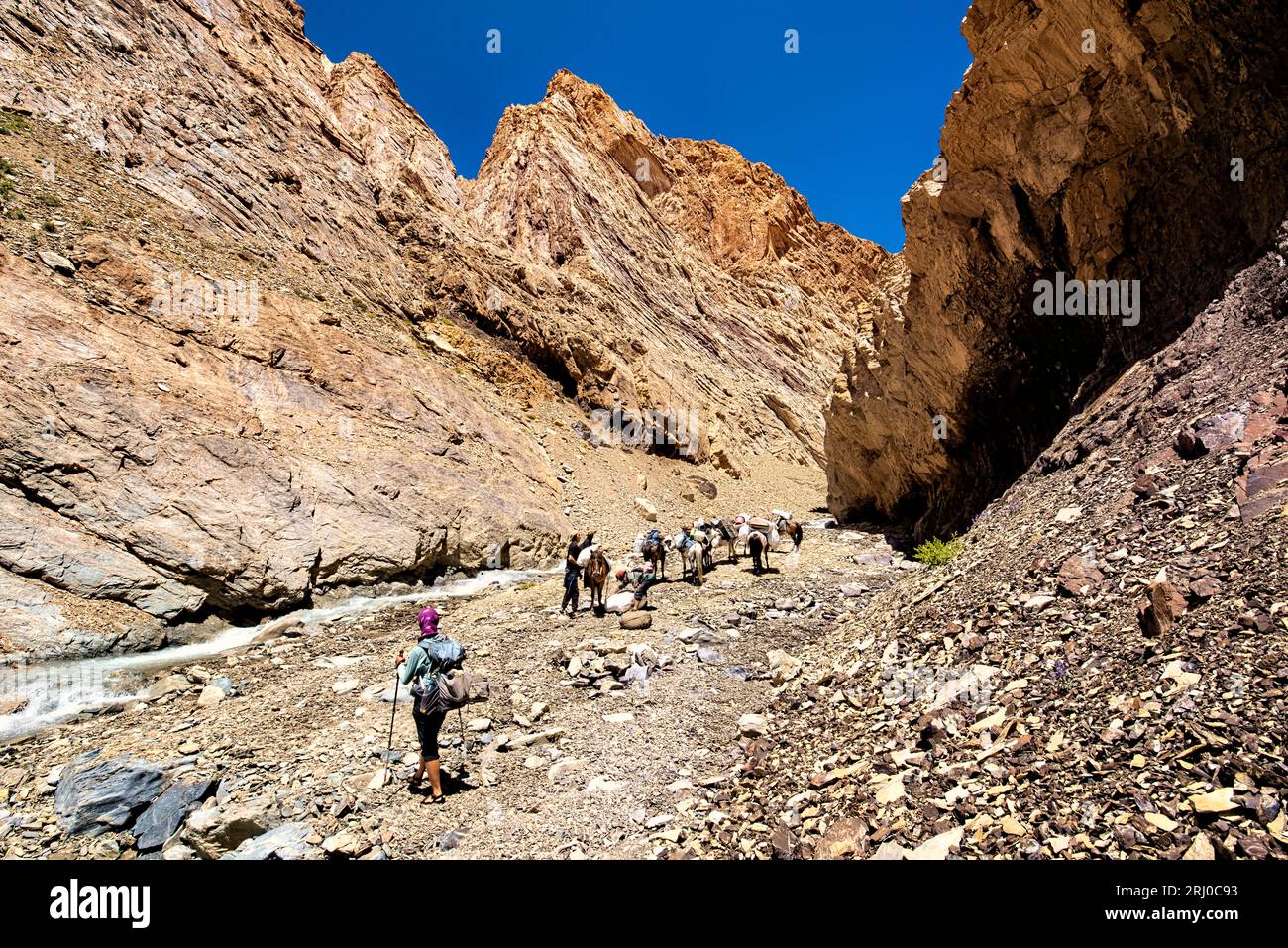 Horses going up a river trekking to the Hanamul La Pass, Zanskar ...
