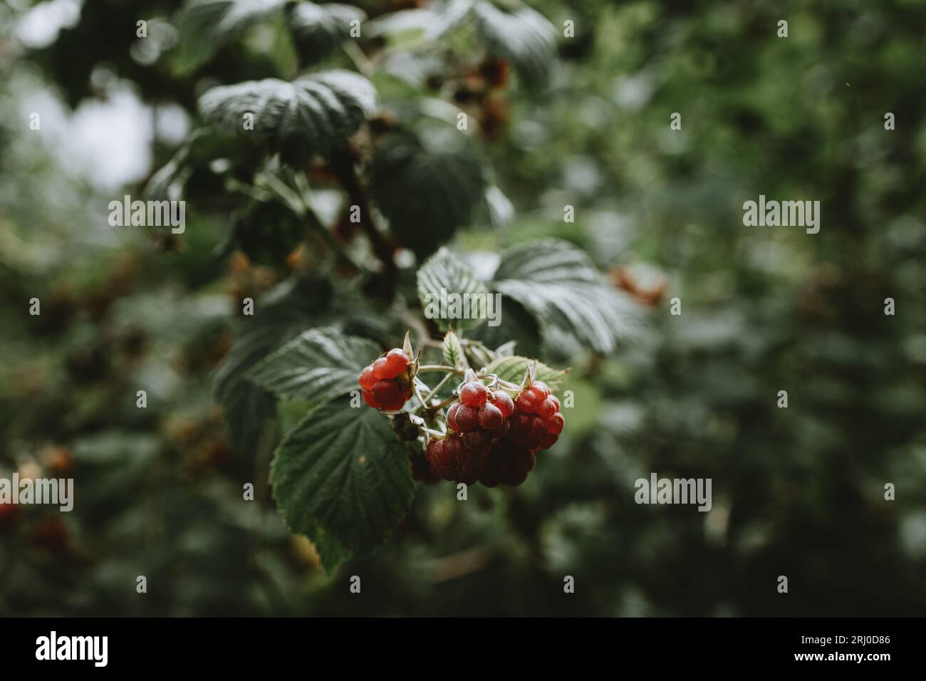 Detail of red ripe fruits of raspberry on branch with blurry background ...