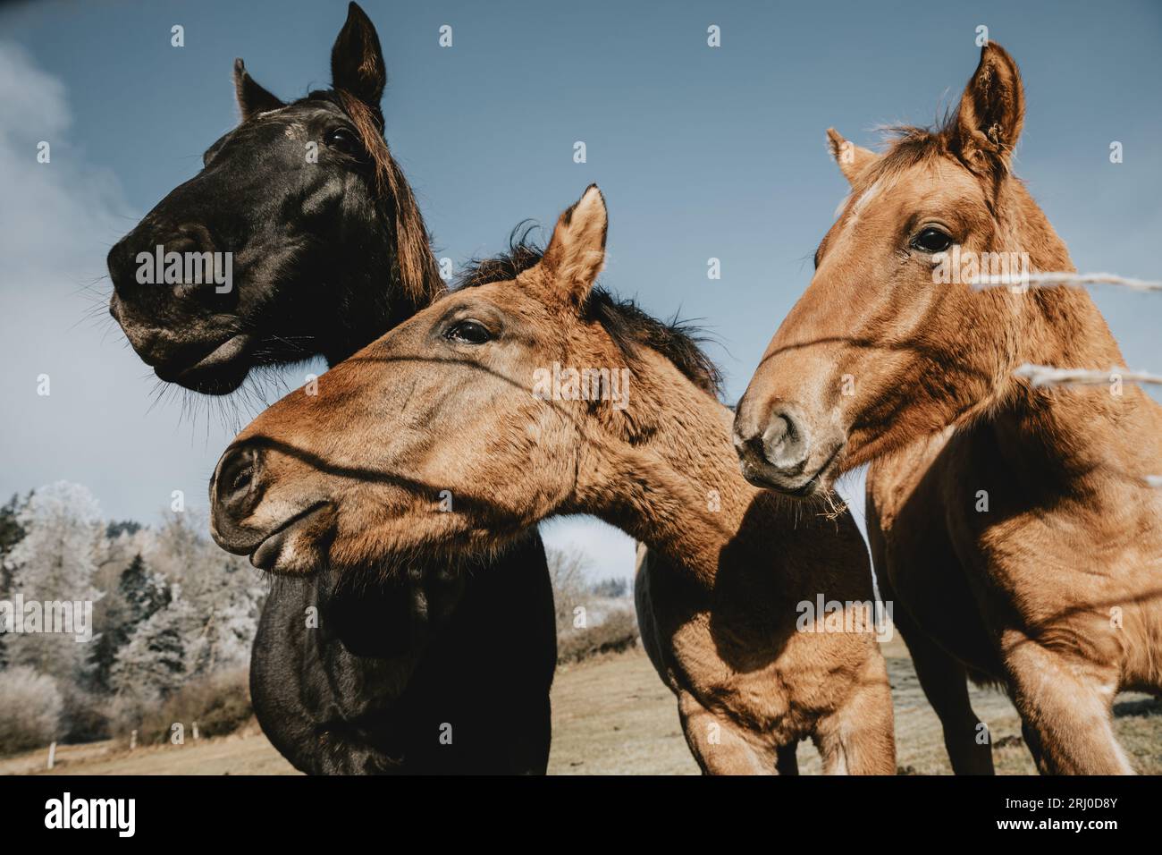 Black mare hi-res stock photography and images - Alamy
