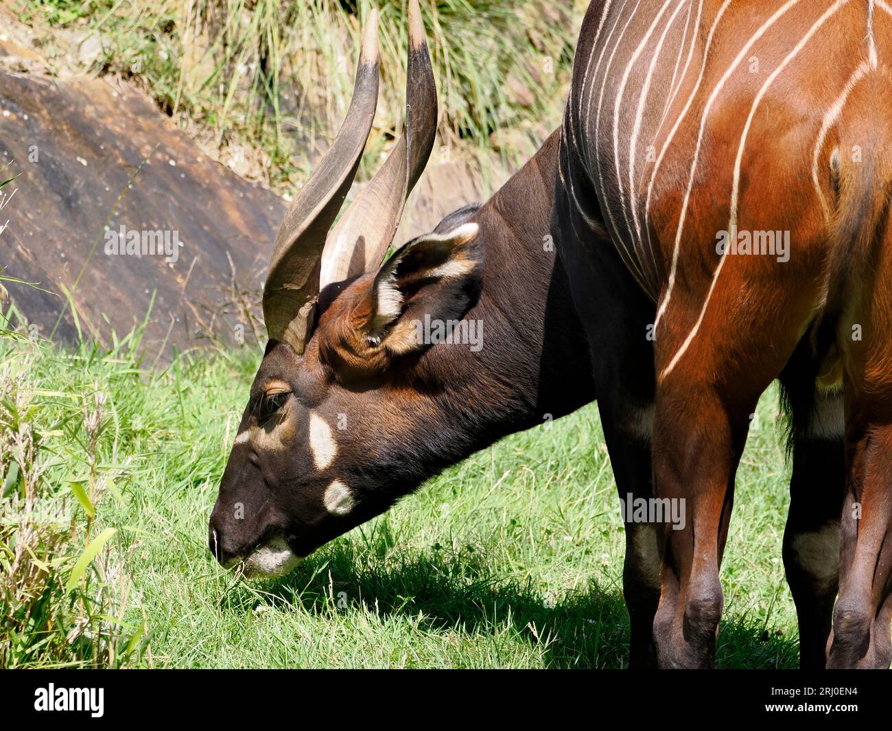 Closeup of Bongo (Tragelaphus eurycerus) eating grass and seen from ...