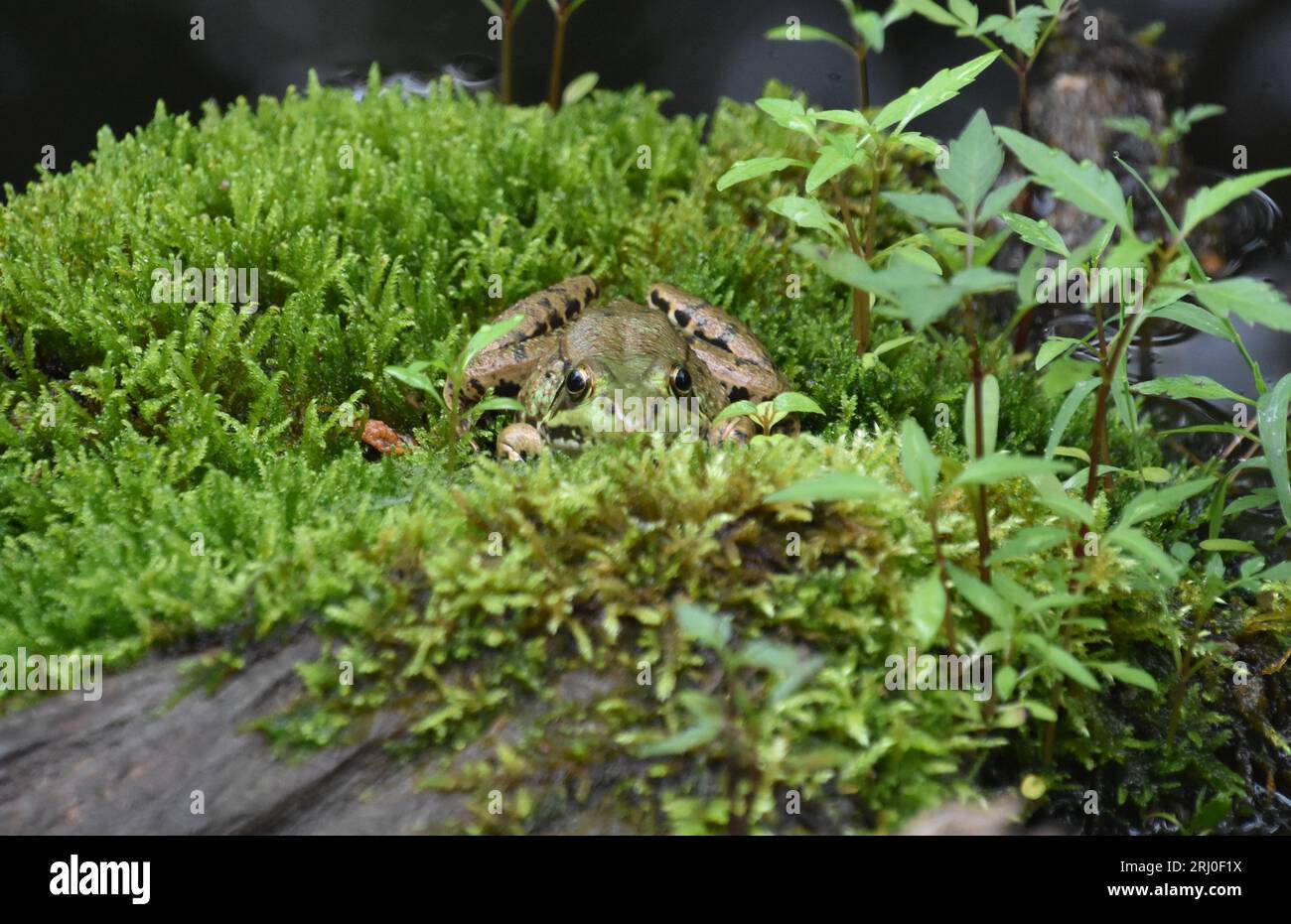Log pile frog hi-res stock photography and images - Alamy
