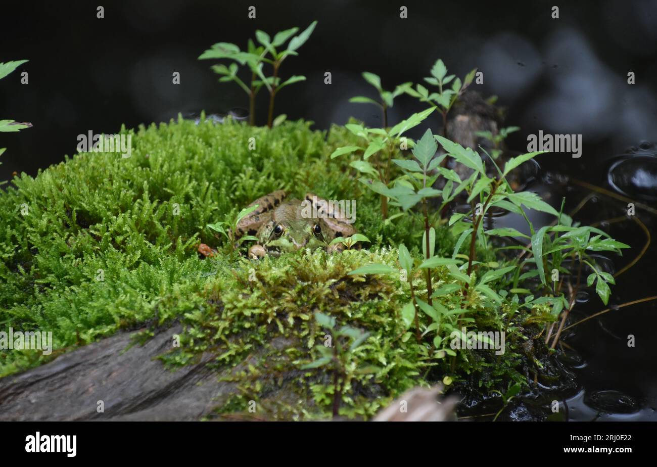 Log pile frog hi-res stock photography and images - Alamy