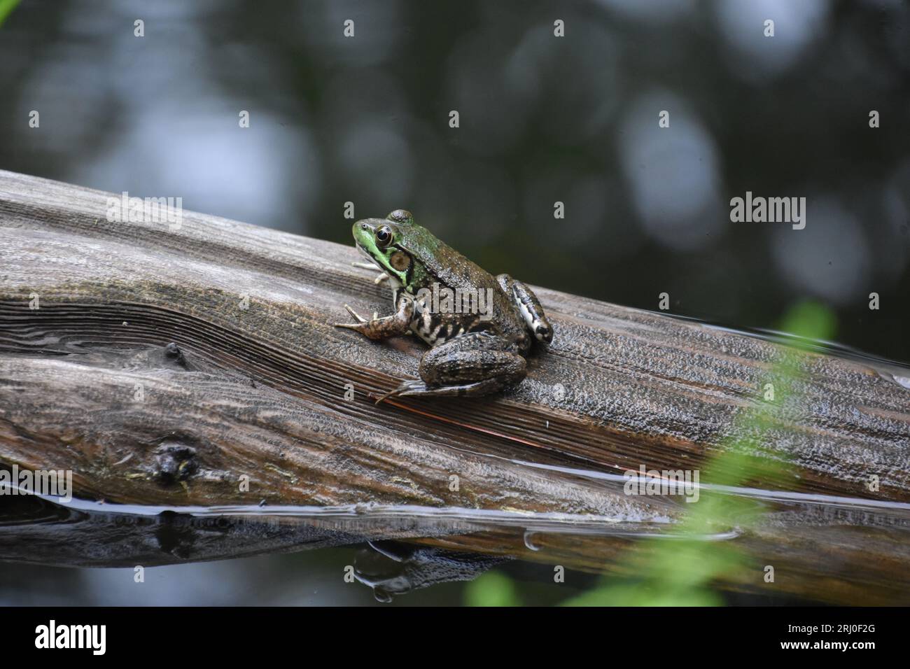 Frog capture hi-res stock photography and images - Alamy
