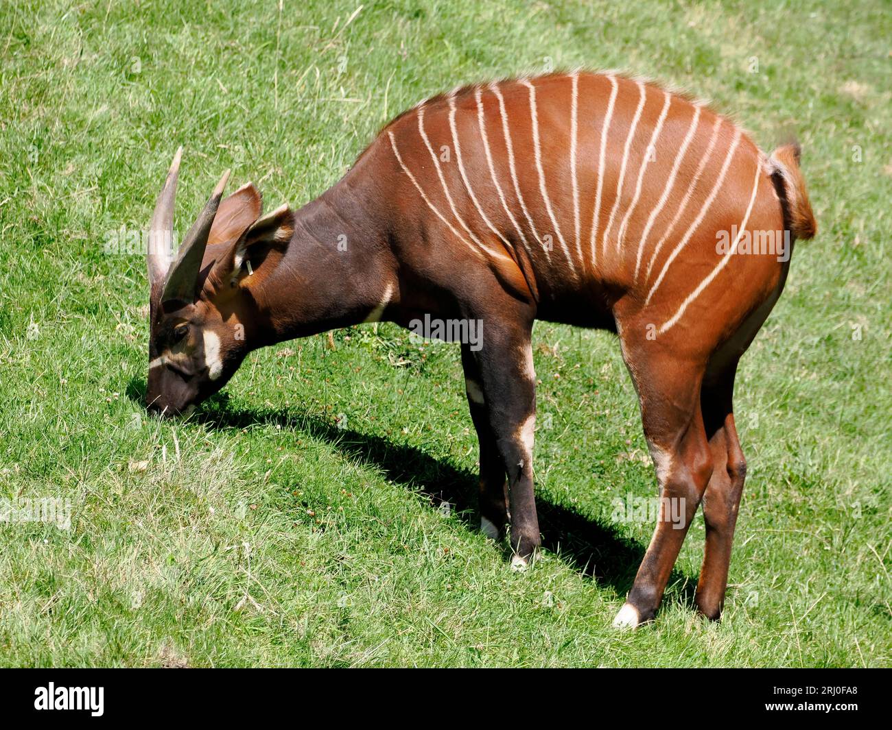 Closeup of Bongo (Tragelaphus eurycerus) eating grass and seen from ...