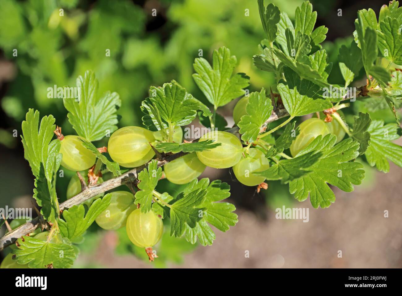 Branch of Gooseberry bush bearing fruit Stock Photo - Alamy