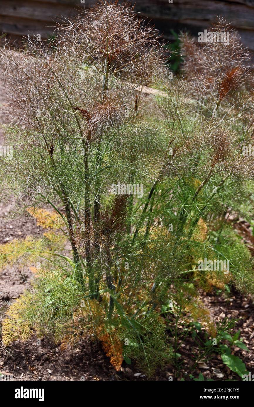 Florence fennel plant hi-res stock photography and images - Alamy
