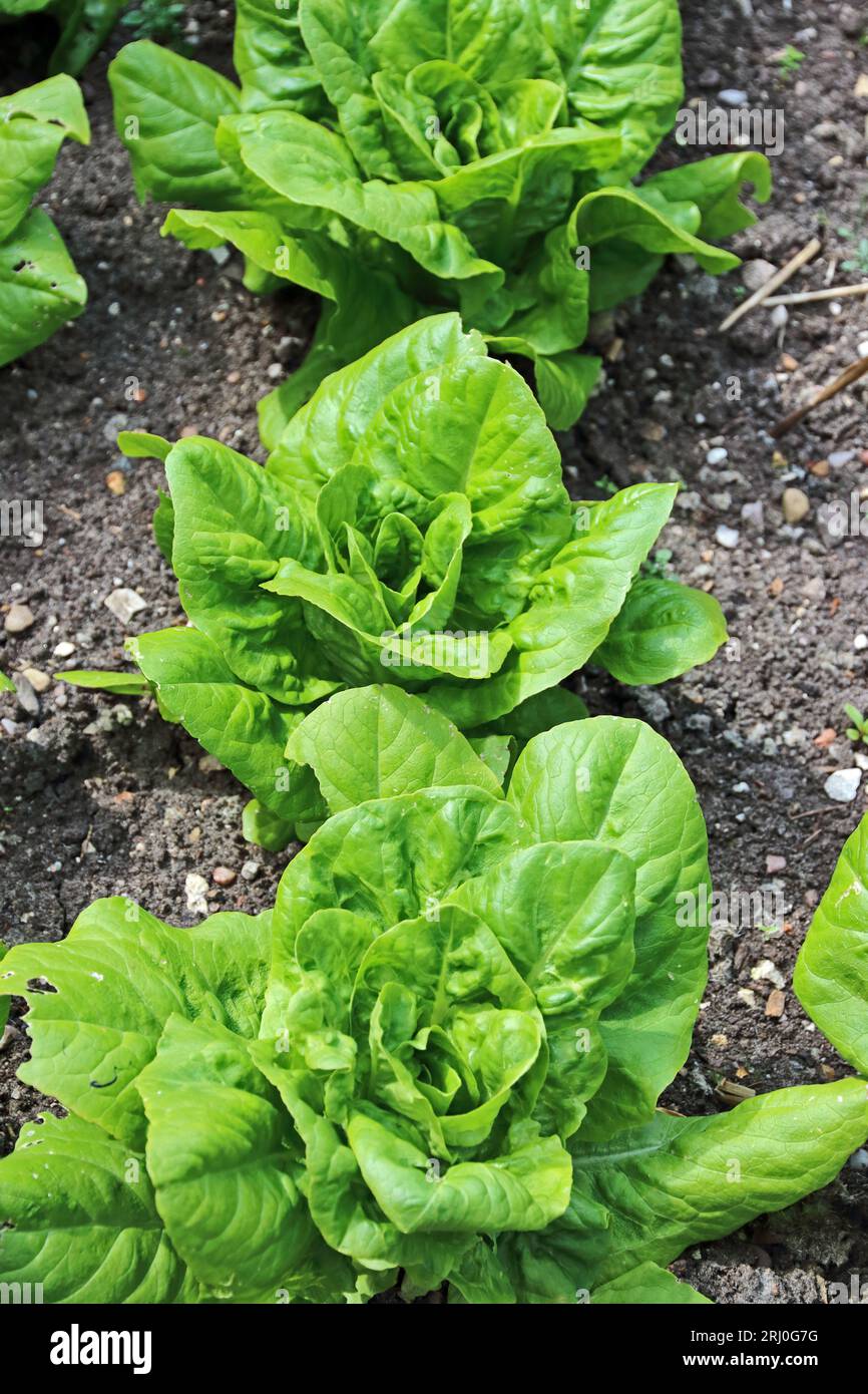 Little Gem Lettuce plants Stock Photo - Alamy