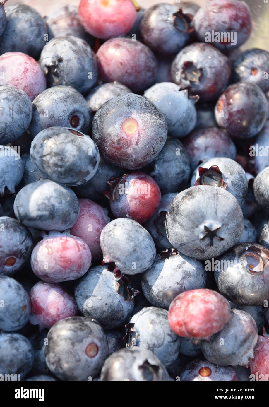Fresh grown blueberries in various stages of ripeness recently picked ...