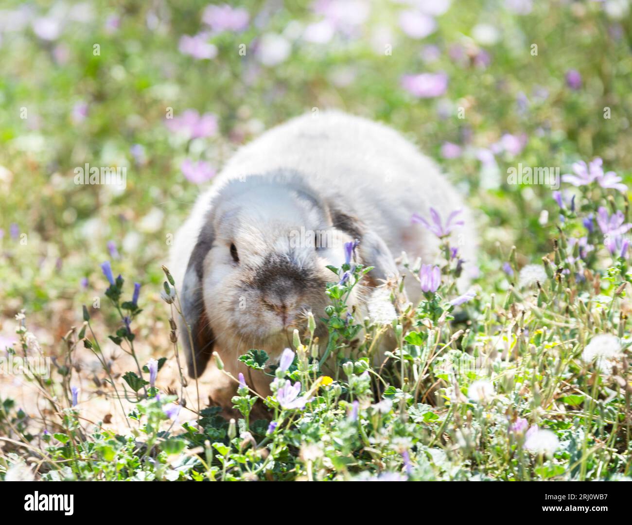 Lop rabbit running in a garden in spring Stock Photo - Alamy