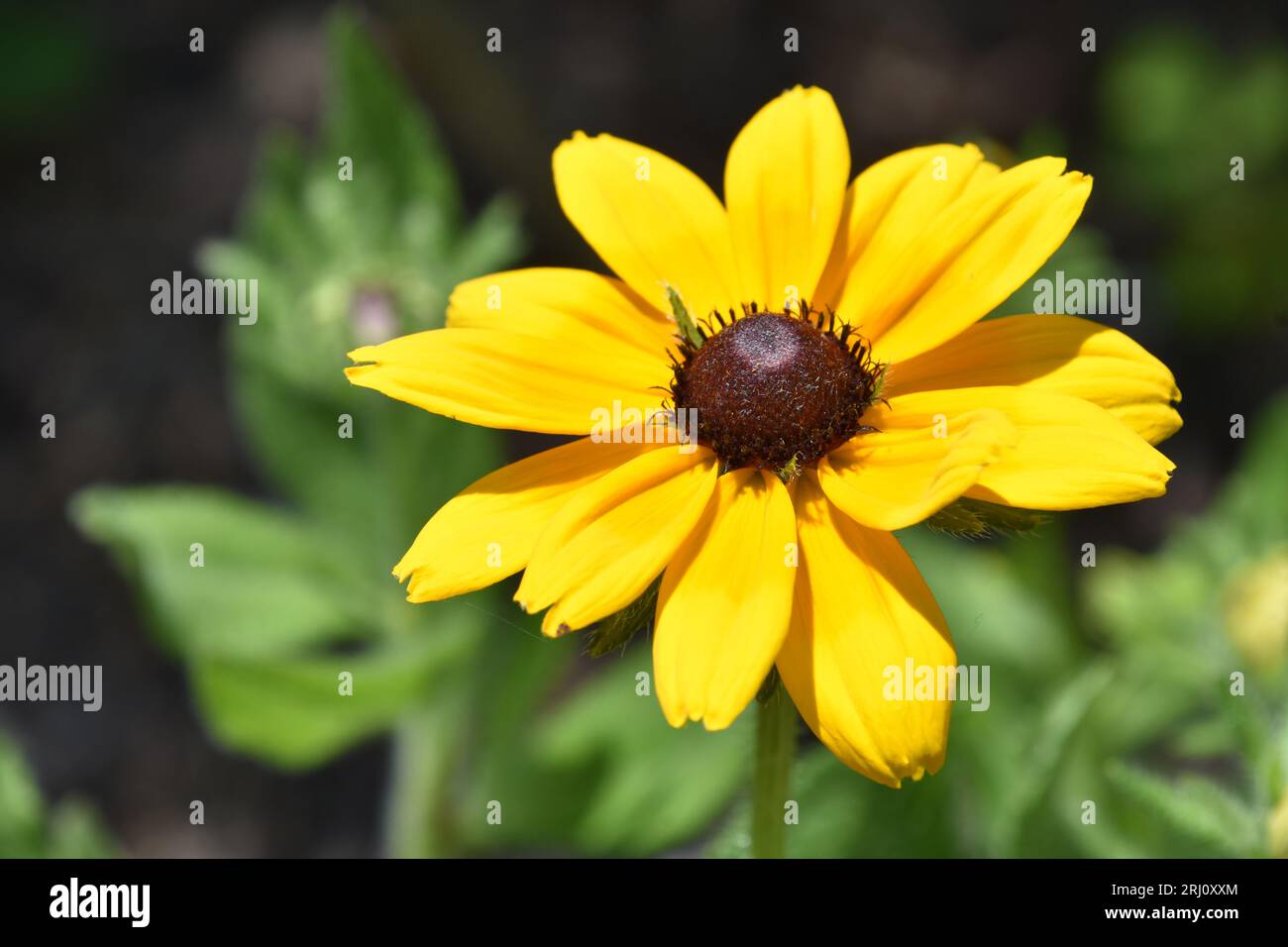 Gorgeous English bulls eye flower blossom blooming in the summer time ...