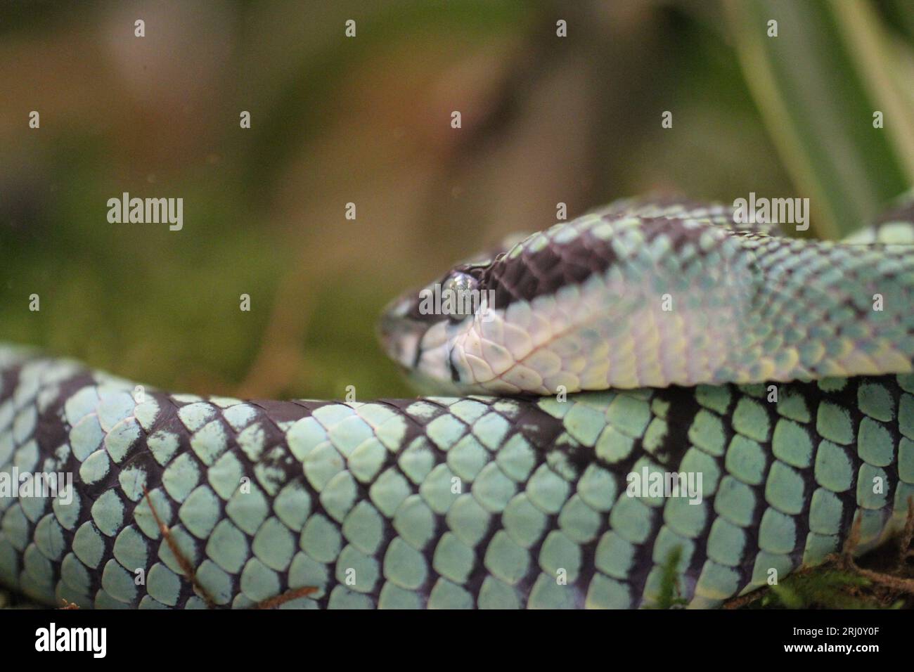 Terrarium with venomous snakes hi-res stock photography and images - Alamy