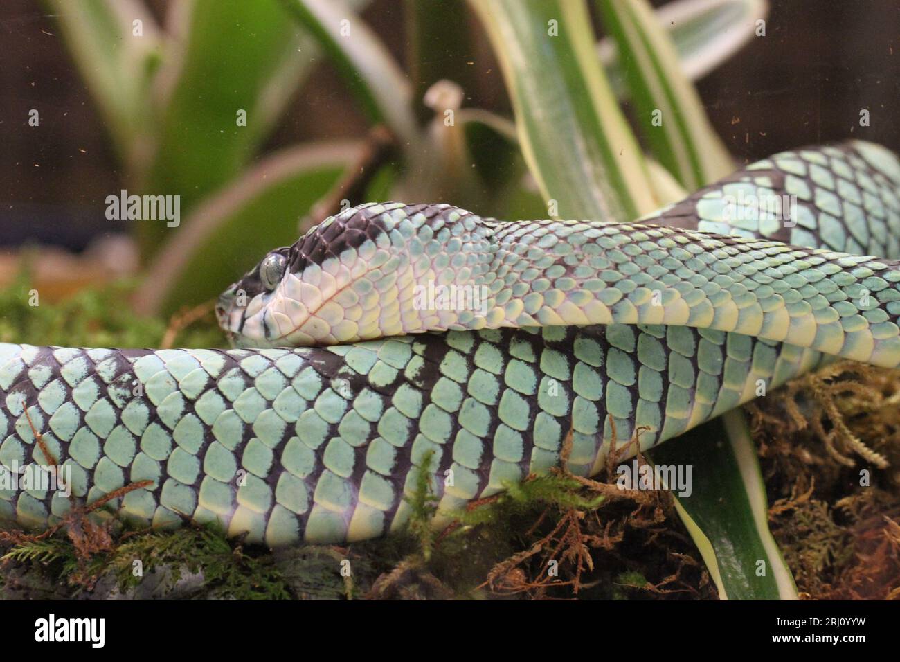 Terrarium with venomous snakes hi-res stock photography and images - Alamy