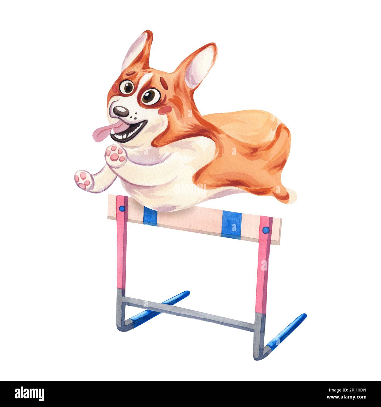 A corgi dog. Watercolor illustration. Running with obstacles. Athletics ...
