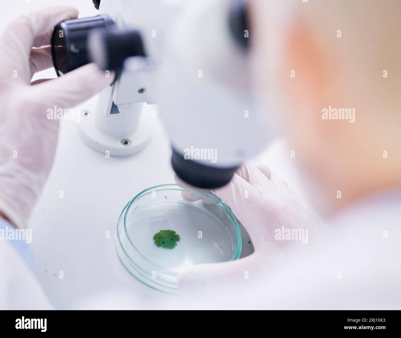 Leaf in petri dish, microscope and scientist with analysis, liquid ...