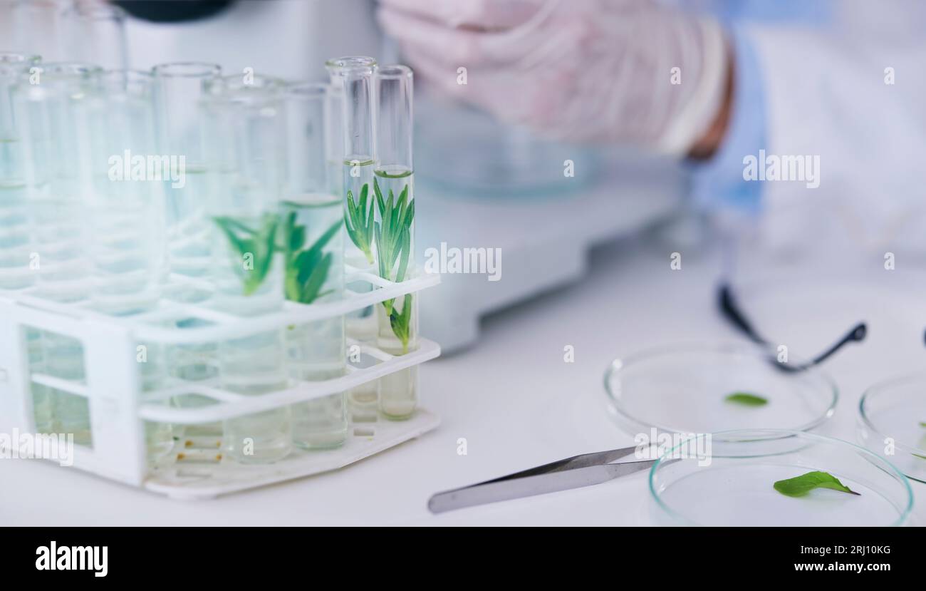 Science, plant test tube and scientist hands with growth research ...