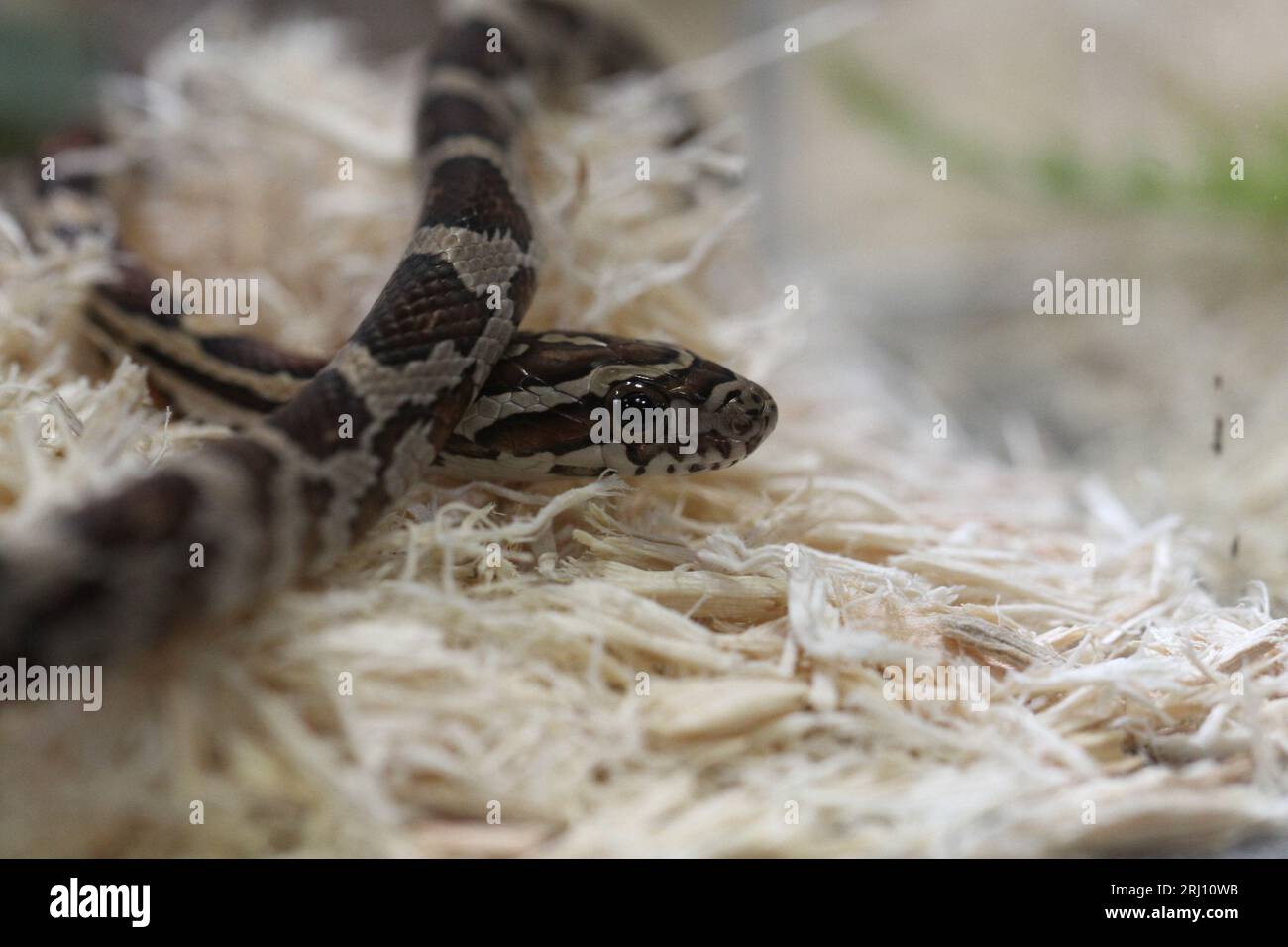 snake in terrarium resting Stock Photo - Alamy