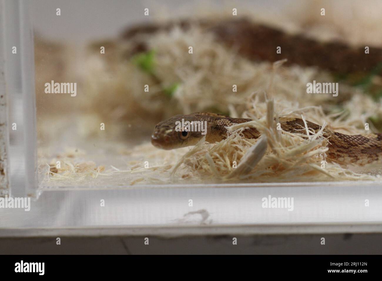 Terrarium with venomous snakes hi-res stock photography and images - Alamy
