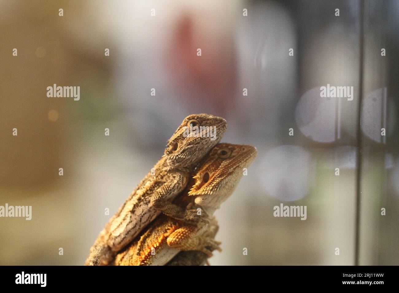 Basking bearded dragon hi-res stock photography and images - Alamy