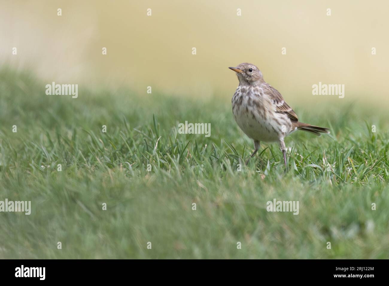 The water pipit (Anthus spinoletta) a small passerine bird which breeds ...