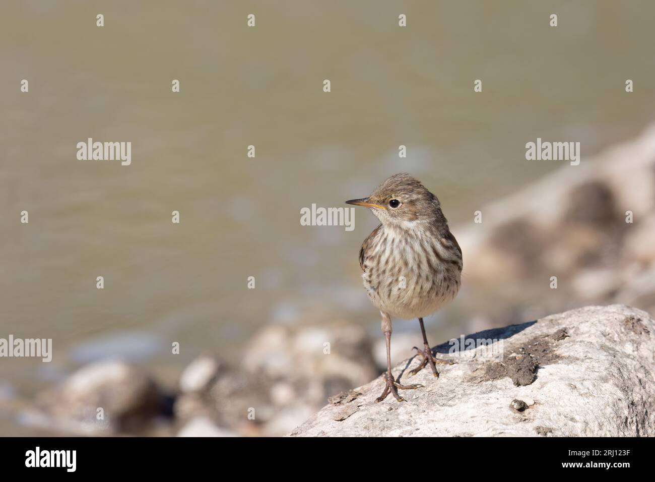The water pipit (Anthus spinoletta) a small passerine bird which breeds ...