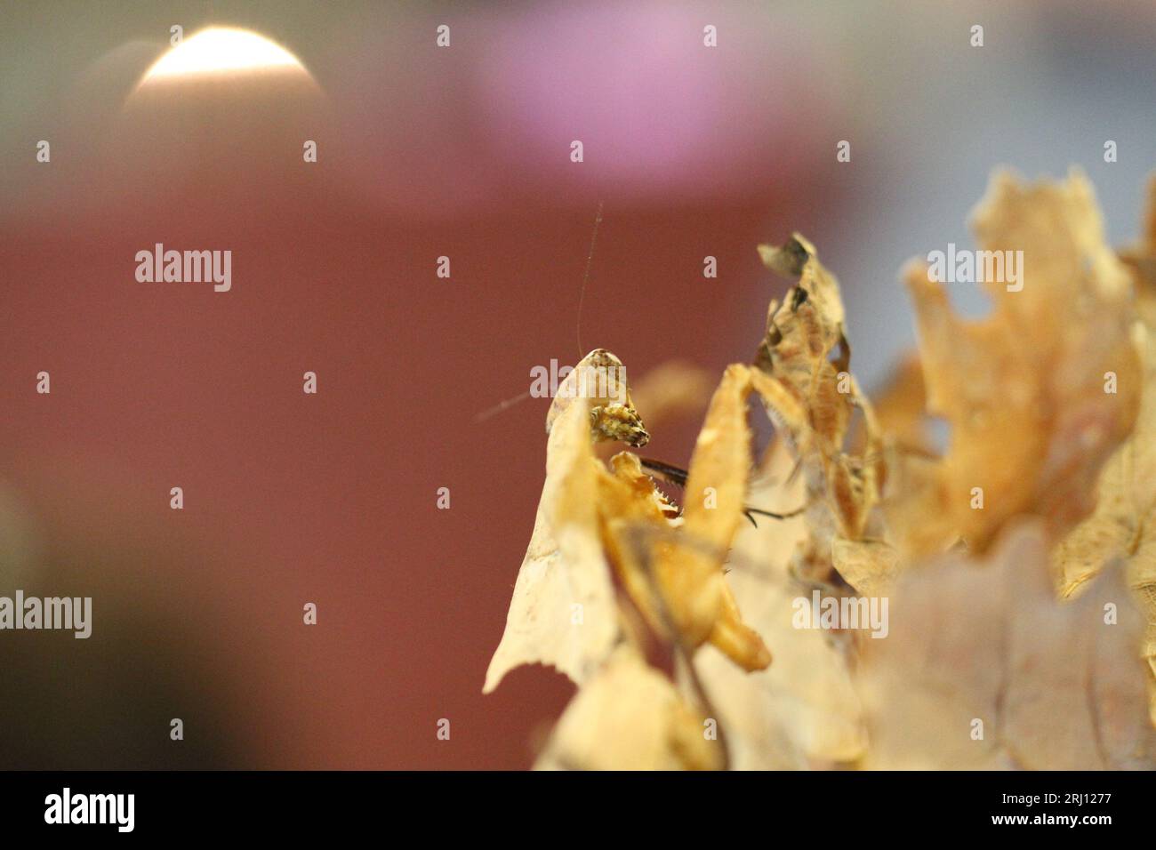 Dead leaf mantis camouflage hi-res stock photography and images - Alamy