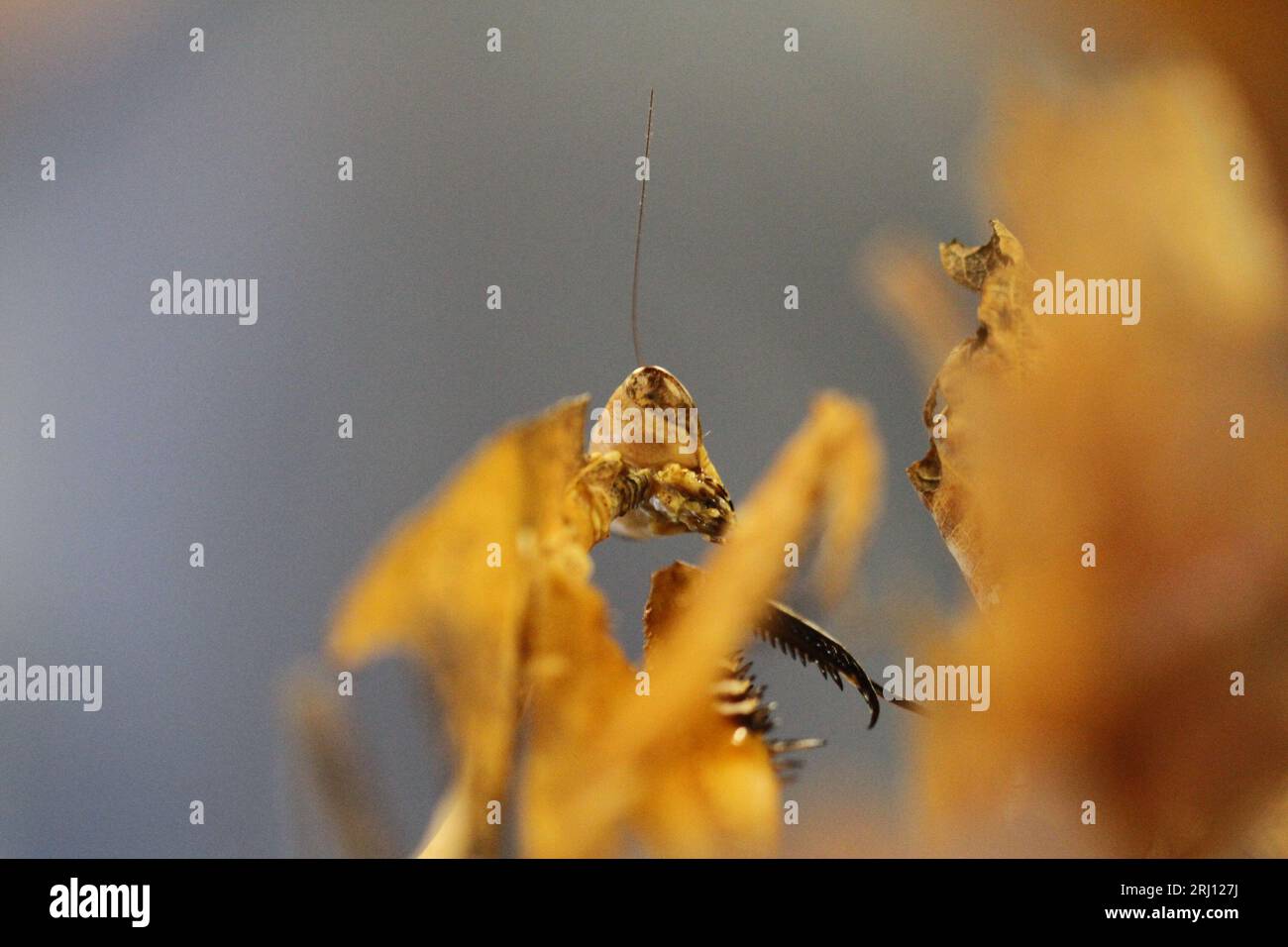dead leaf mantis on leaves Deroplatys desiccata Stock Photo - Alamy
