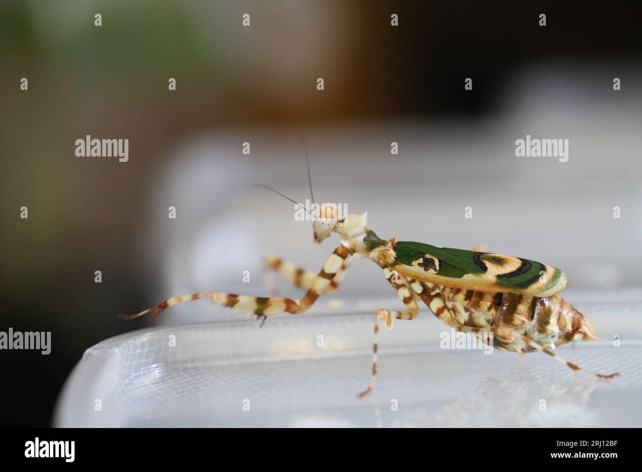 Ghana flower mantis hi-res stock photography and images - Alamy