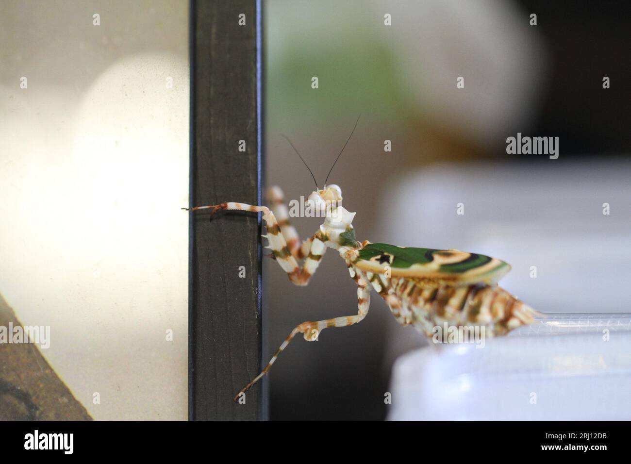 Ghana flower mantis hi-res stock photography and images - Alamy
