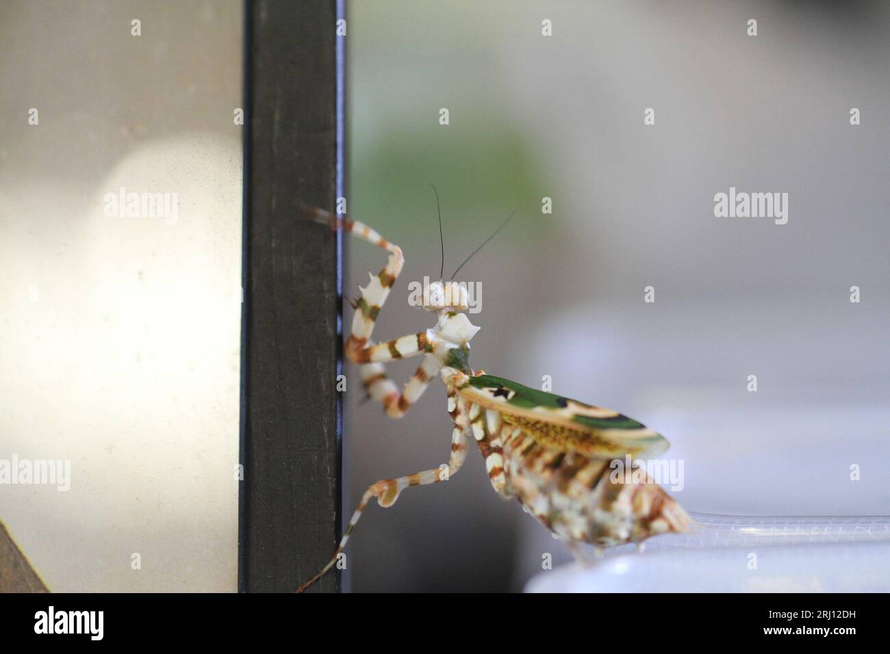 Ghana flower mantis hi-res stock photography and images - Alamy