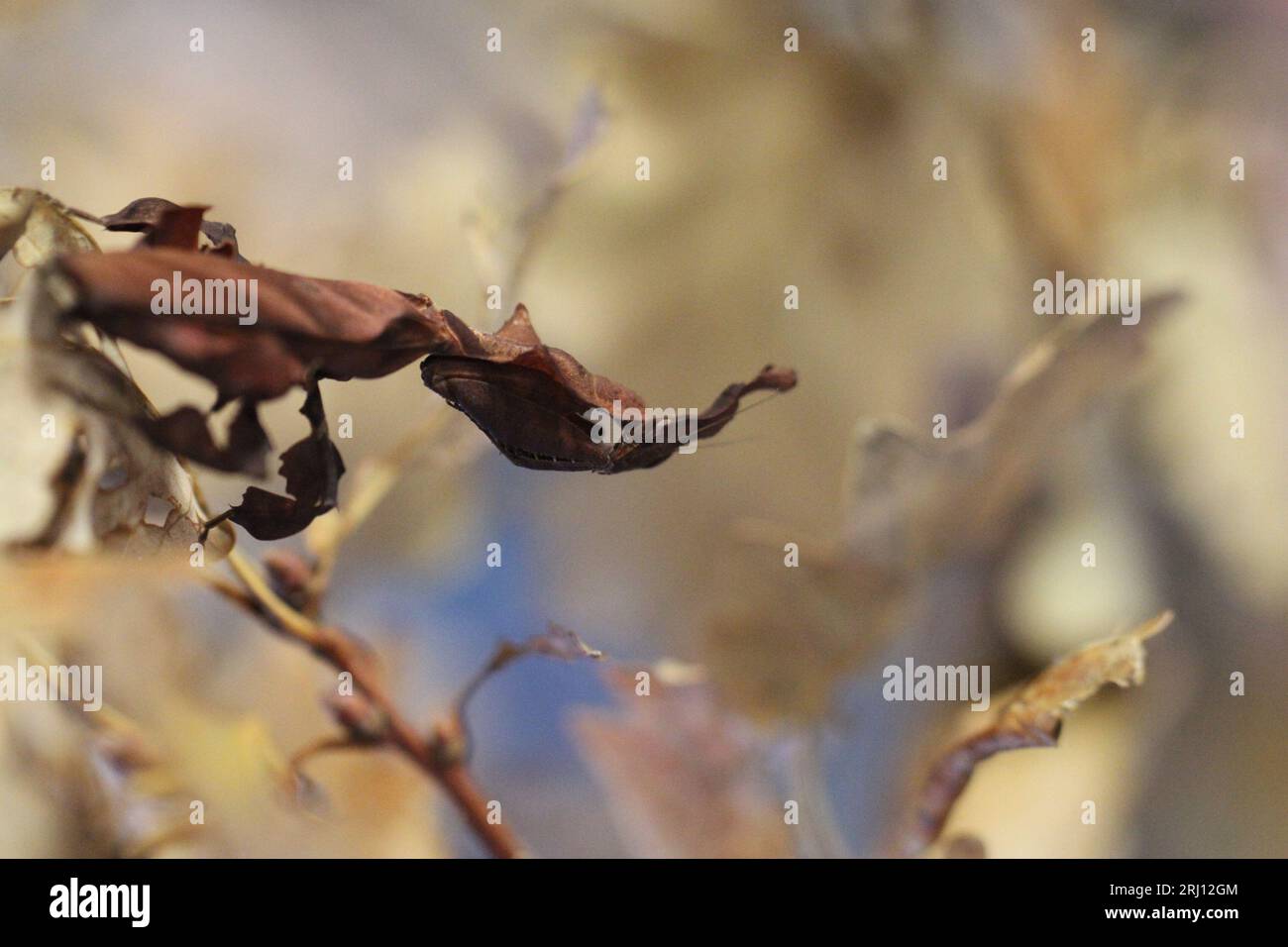 ghost mantis on ash leaf branches Phyllocrania paradoxa Stock Photo - Alamy