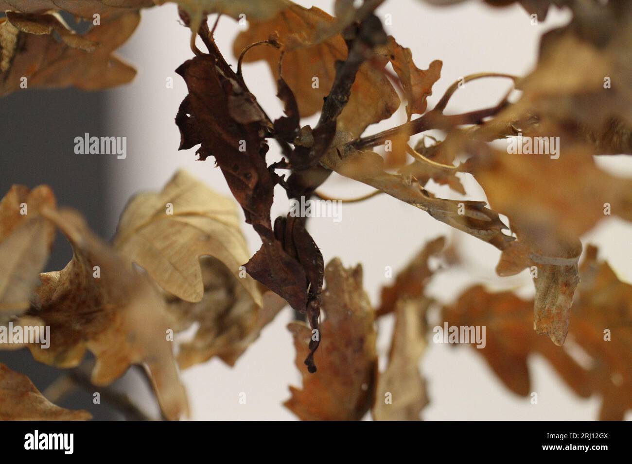 ghost mantis on ash leaf branches Phyllocrania paradoxa Stock Photo - Alamy