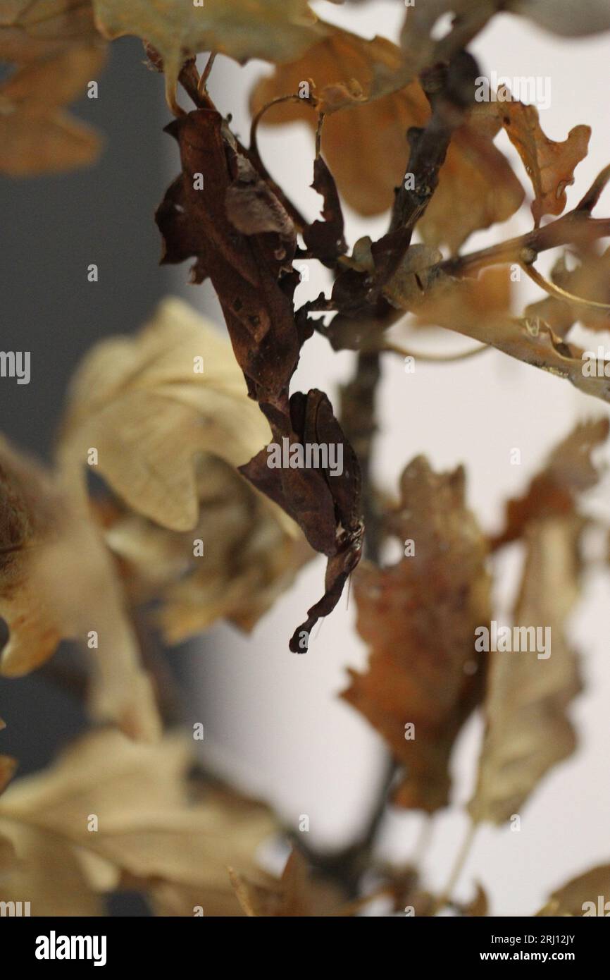 ghost mantis on ash leaf branches Phyllocrania paradoxa Stock Photo - Alamy