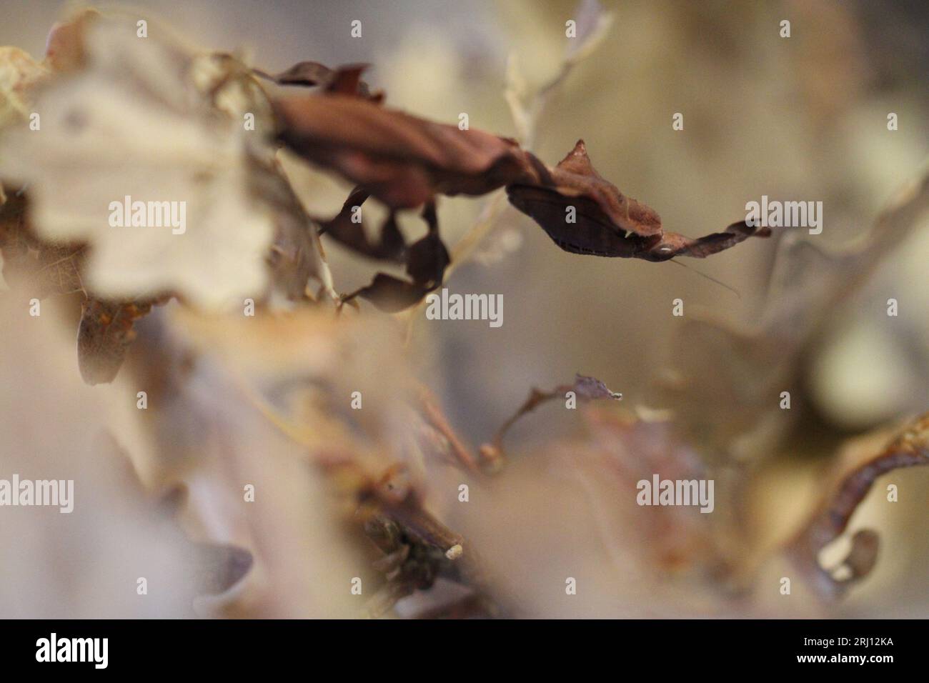 ghost mantis on ash leaf branches Phyllocrania paradoxa Stock Photo - Alamy