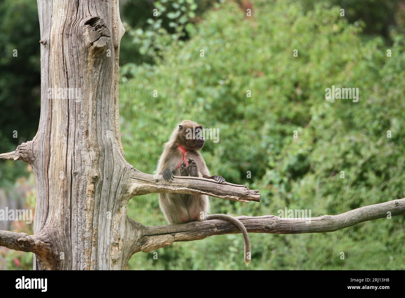 monkey in a tree with babies playing Stock Photo - Alamy