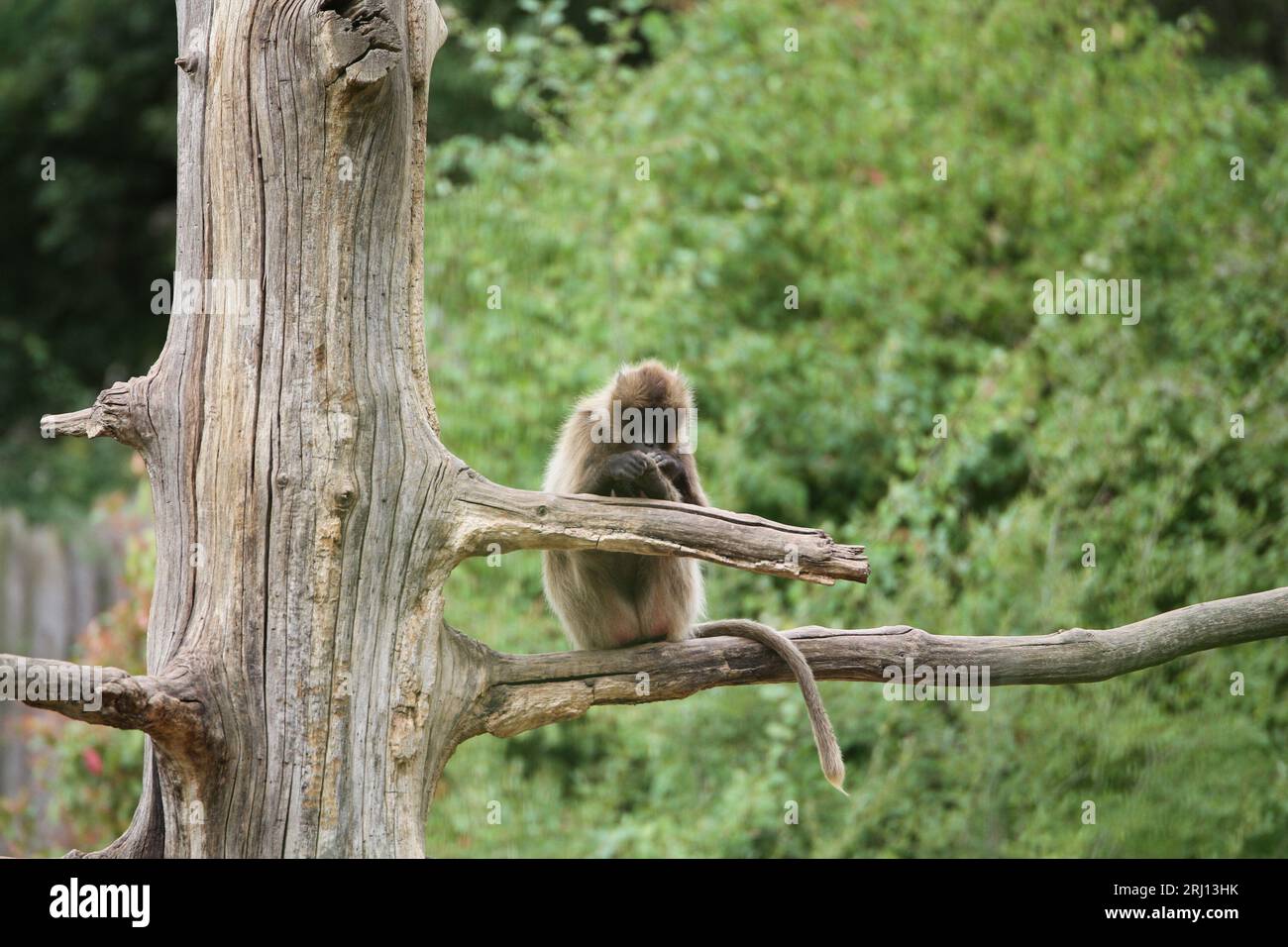 monkey in a tree with babies playing Stock Photo - Alamy