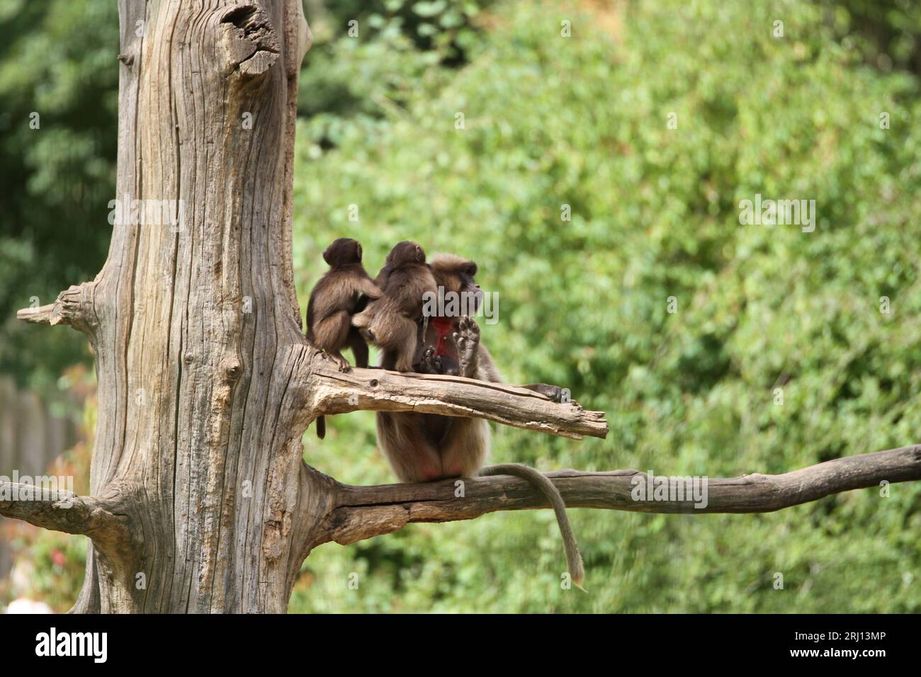 monkey in a tree with babies playing Stock Photo - Alamy